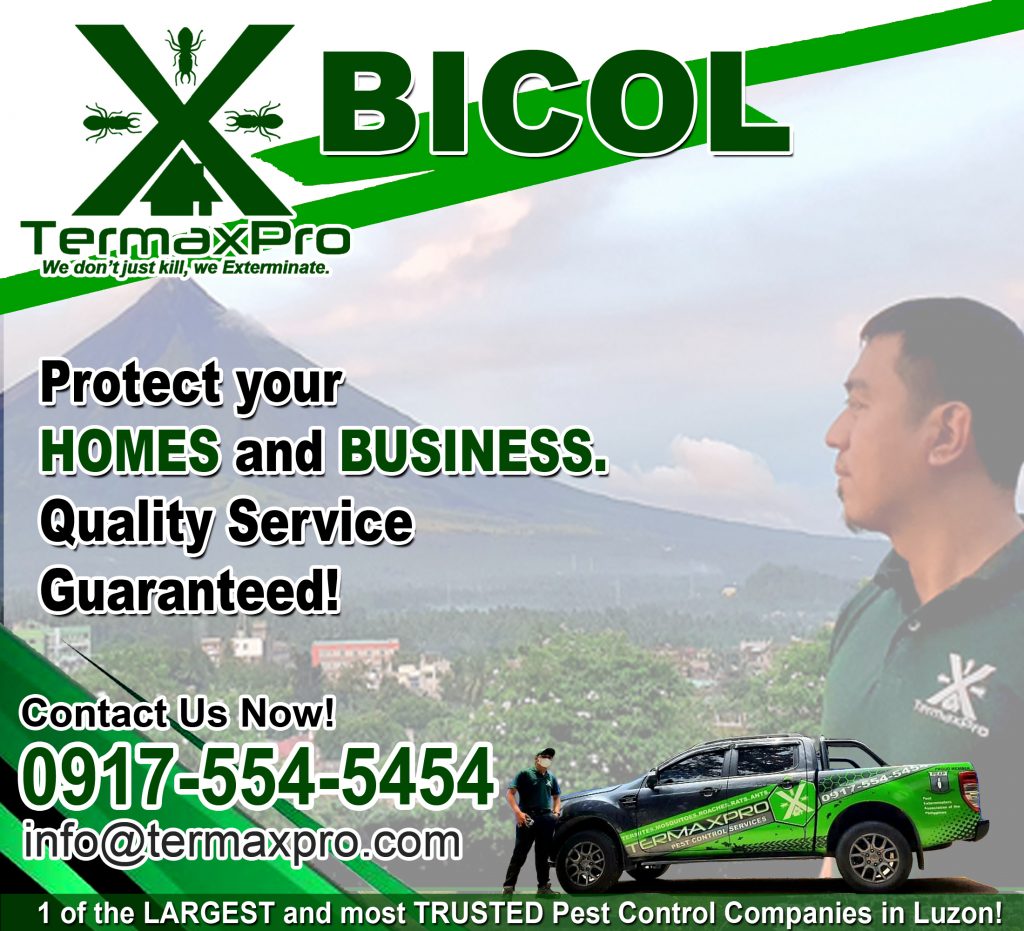 legazpi city pest anay termite control – Termaxpro Pest Control Services